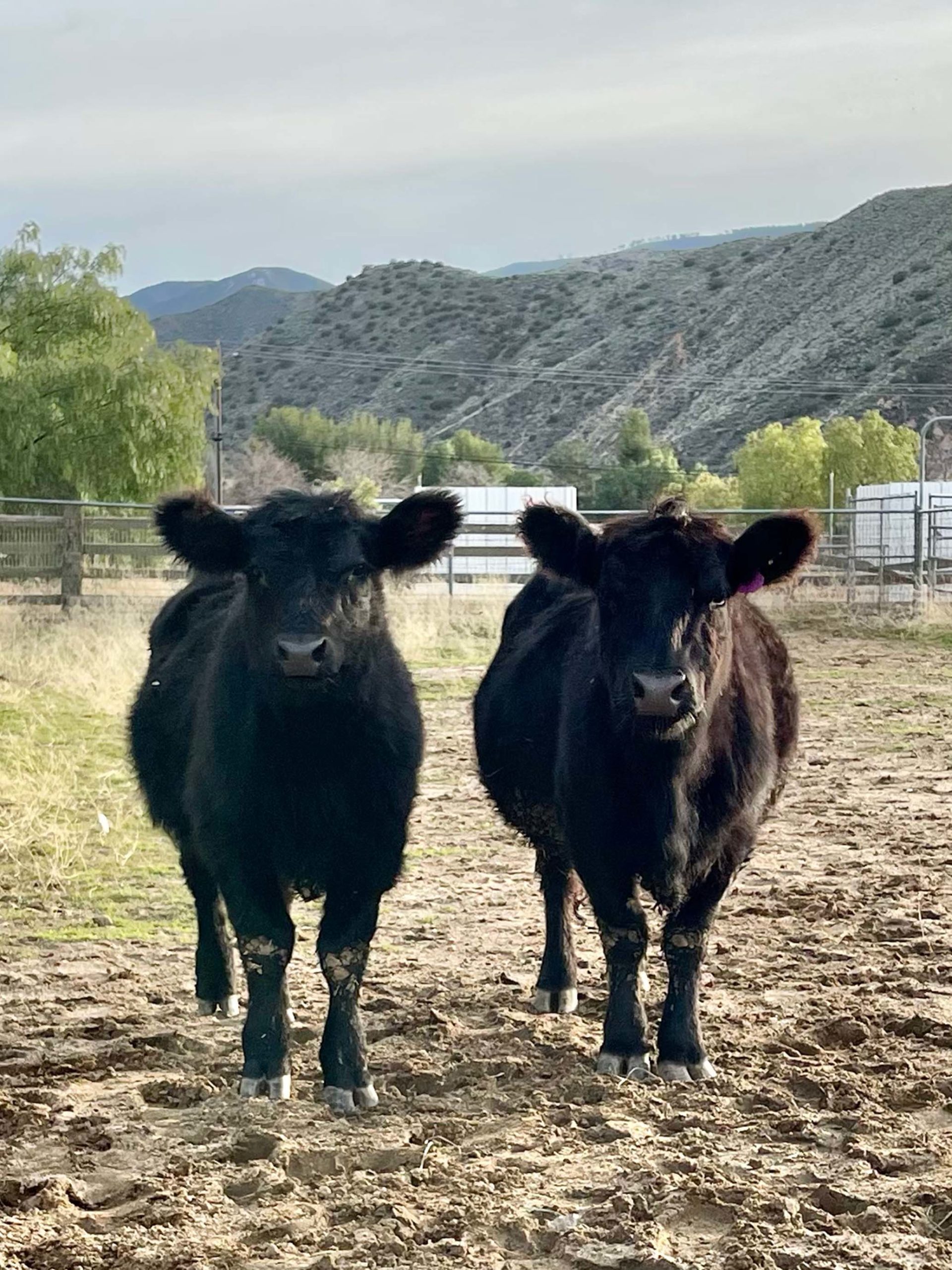 Blue Roan Ranch Sanctuary