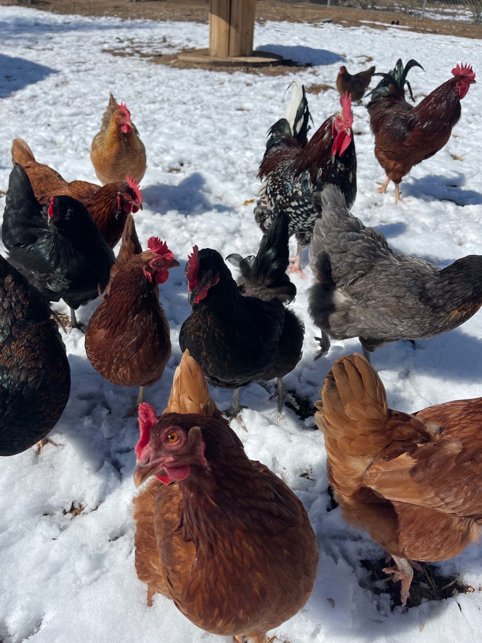 Meet the Animals