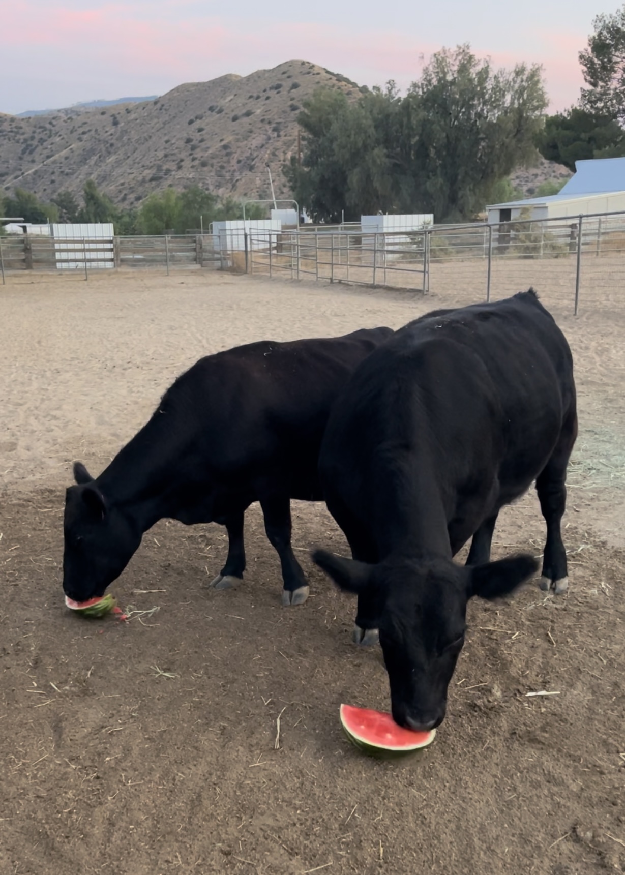 Blue Roan Ranch Sanctuary